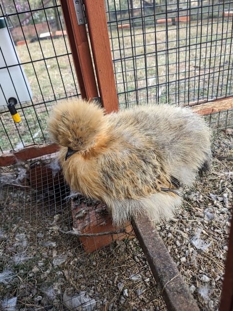 Silky hen plus for sale. Very cute chickens | Livestock | Gumtree ...