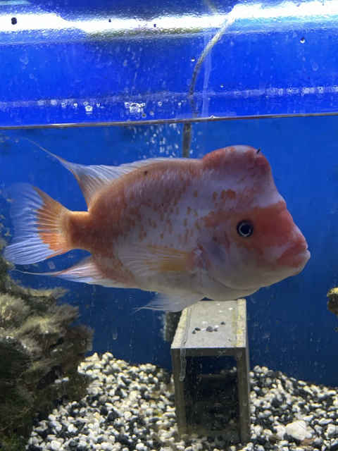 Red Devil Male Cichlid | Fish | Gumtree Australia Murray Bridge Area ...