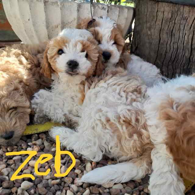 Spring Gully Cavoodles presents Zeb | Dogs & Puppies | Gumtree ...