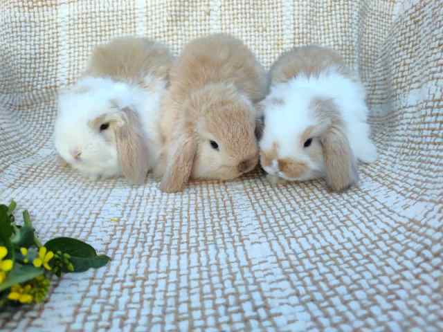 Gorgeous purebred mini lop baby rabbits for new home | Rabbits ...