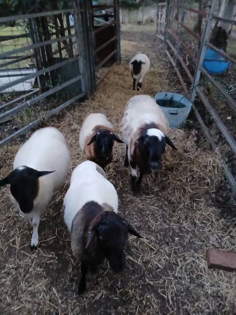 Dorper Sheep, young Rams available, | Livestock | Gumtree Australia ...