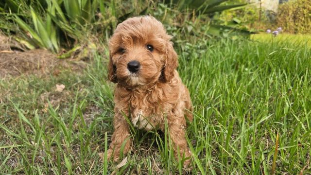 Miniature Cavoodle Apricot Girl - On Hold | Dogs & Puppies | Gumtree ...