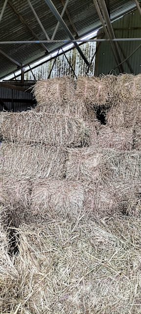 Prime Lucerne and Rhodes grass hay small bales | Pet Products | Gumtree ...