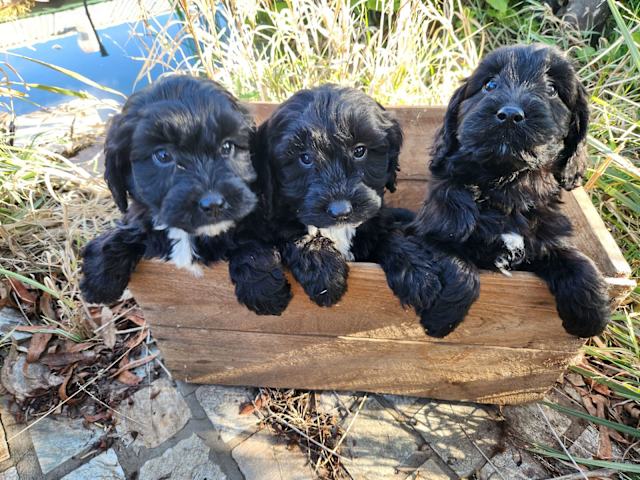 Spoodle Puppies, English Springer Spaniel X Mini Poodle | Dogs ...