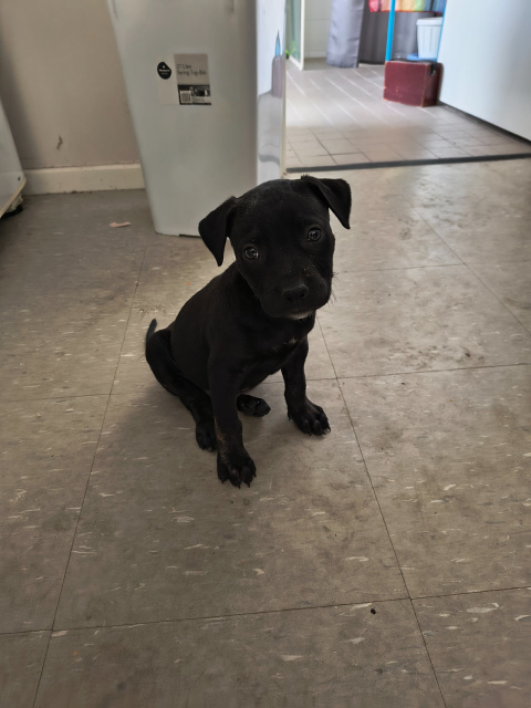 Staffy/ridgeback | Dogs & Puppies | Gumtree Australia Stirling Area ...