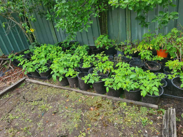 Raspberry canes Heritage 200mm pots - Plants in Bowral NSW | Gumtree ...