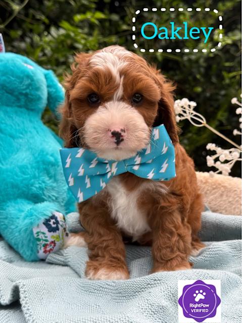 🐾 ️Ruby Mini Cavoodle Puppies ️🐾 | Dogs & Puppies | Gumtree Australia ...