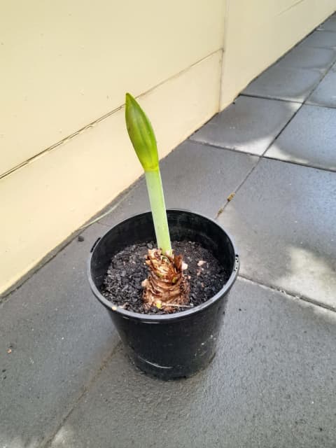 Hippeastrum - Hippies - Red in Colour | Plants | Gumtree Australia West ...