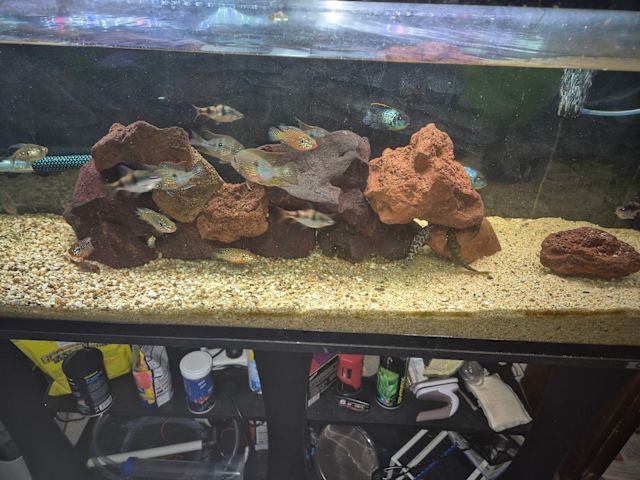 Cichlids for Sale | Fish | Gumtree Australia Redcliffe Area - Kippa ...
