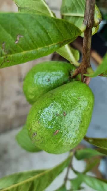 Huge lots of fruits Indian guava tree in 30cm pot - Plants in Noble ...