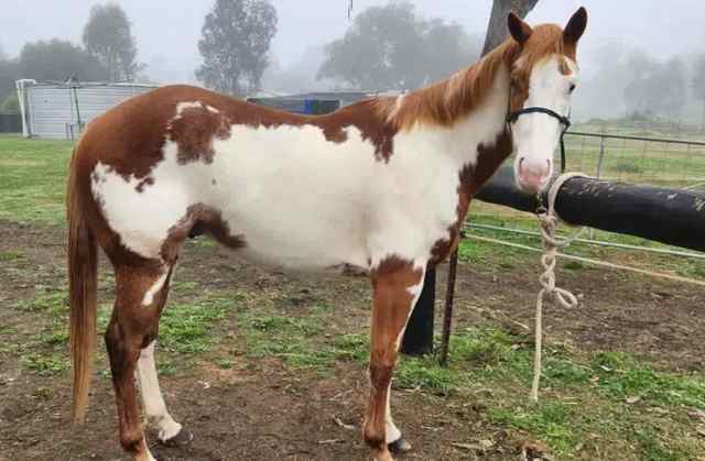 Flashy Paint Gelding | Horses & Ponies | Gumtree Australia Tamworth ...