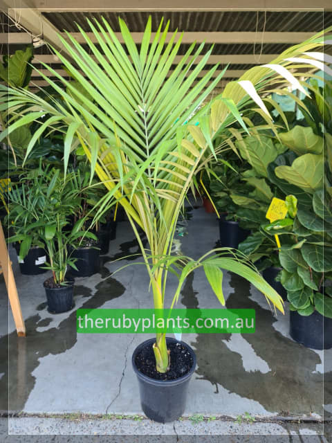 Alexandra Palm / 1.5m tall / 25cm pot / Fast Growth | Plants | Gumtree ...