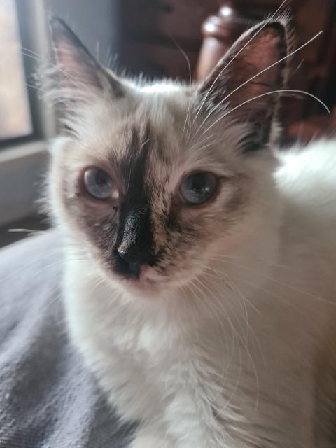 Tri Colour Female Pure-bred Ragdoll Female Kitten | Cats & Kittens ...