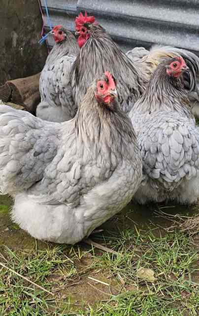 Absolutely stunning Splash bantam Orpington! | Livestock | Gumtree ...