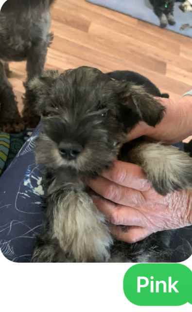 Mini schnauzers pure breed | Dogs & Puppies | Gumtree Australia Oberon ...