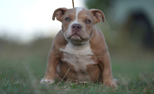 AMERICAN BULLY POCKET BULLIES BULLYS AMBULLY PUPPY STAFFY | Dogs ...