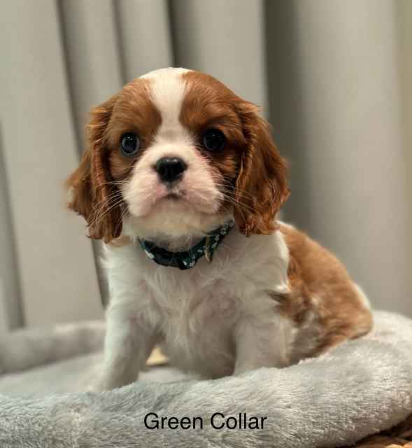 Pure-Bred Cavalier King Charles Spaniels - READY TODAY! | Dogs ...