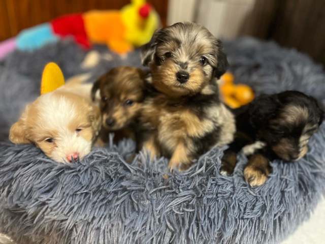 Pomeranian x Poodle Puppies (Pomapoo) | Dogs & Puppies | Gumtree ...