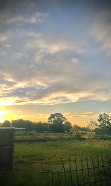 Taking all unwanted animals | Birds | Gumtree Australia Logan Area ...