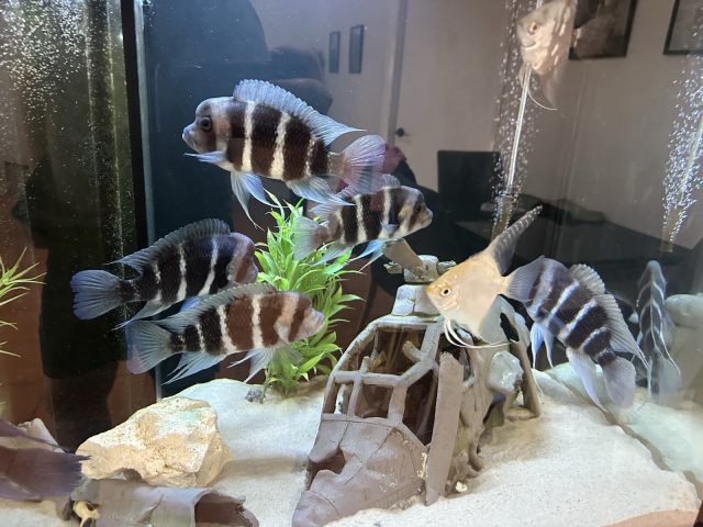 Big Frontosa fish, outgrown tank | Fish | Gumtree Australia Brisbane ...