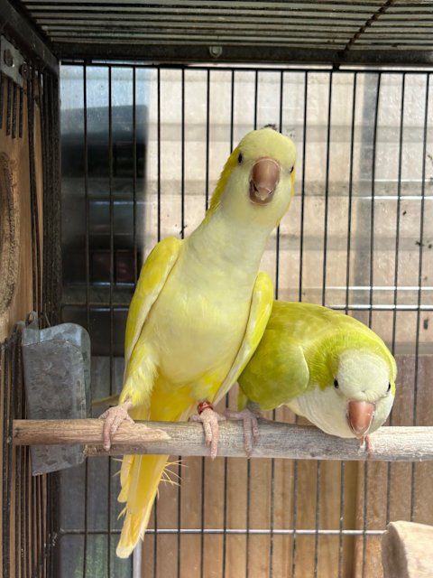 Birds - Breeding Pair Quaker Parrots, Rainbow Budgies | Birds | Gumtree ...