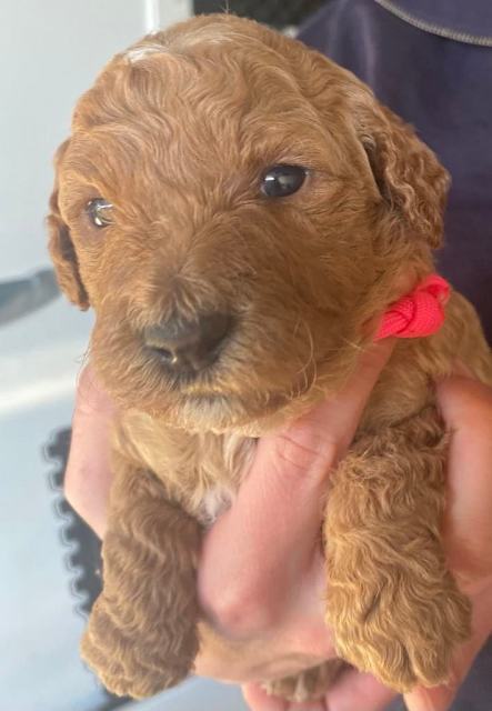 FEMALE MINI GROODLE - For Breeding 💕 (9-15 Kgs) READY SAT 9 AUGUST ...