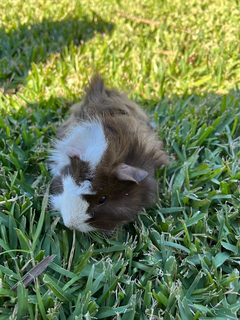 Guinea pig | Other Pets | Gumtree Australia Brisbane North West ...