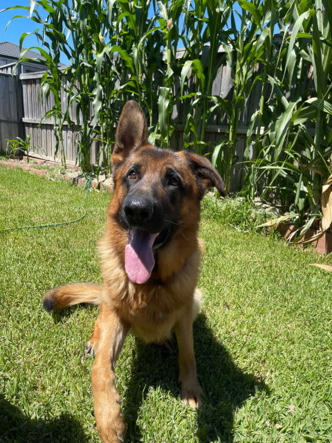 Purebred German Shepherd | Dogs & Puppies | Gumtree Australia Inner ...