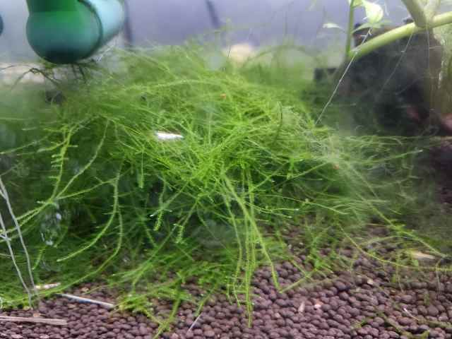 SSS Crystal Red Shrimp Juvenile CRS | Fish | Gumtree Australia Logan ...