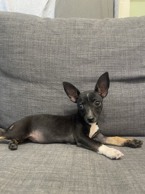 Male mini foxy puppy | Dogs & Puppies | Gumtree Australia Dalby Area ...