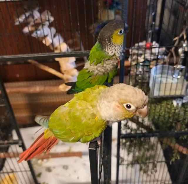 Conures Cinnamon Green Cheek & Black Capped Conure | Birds | Gumtree ...