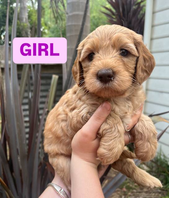 Medium F1B Labradoodle Puppies – Loving, Social, & Family-Raised ...