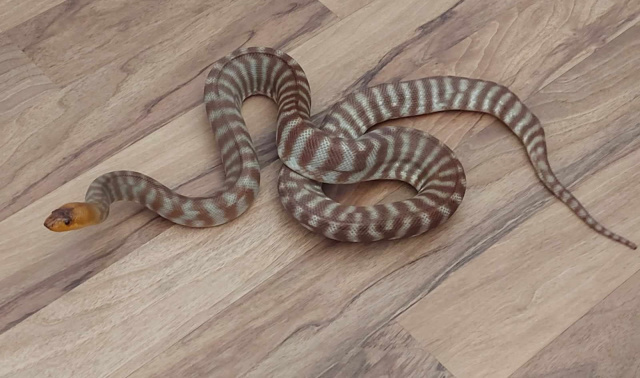 Woma Python, male, approx 5 years | Reptiles & Amphibians | Gumtree ...