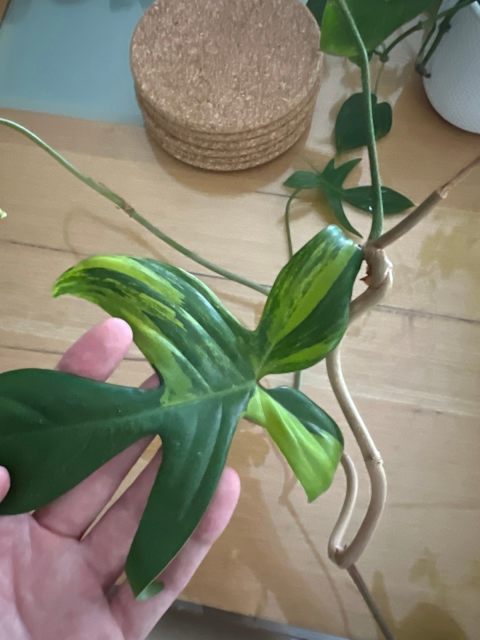 Philodendron Florida beauty - Plants in Lesmurdie WA | Gumtree Australia