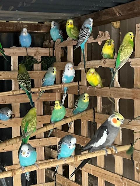 Young budgies multiple colours | Birds | Gumtree Australia Morphett ...
