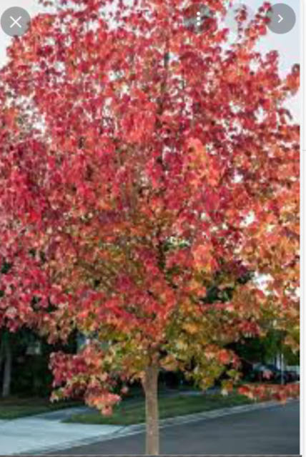 Maples, trident maple plants - Plants in Cedar Creek QLD | Gumtree ...