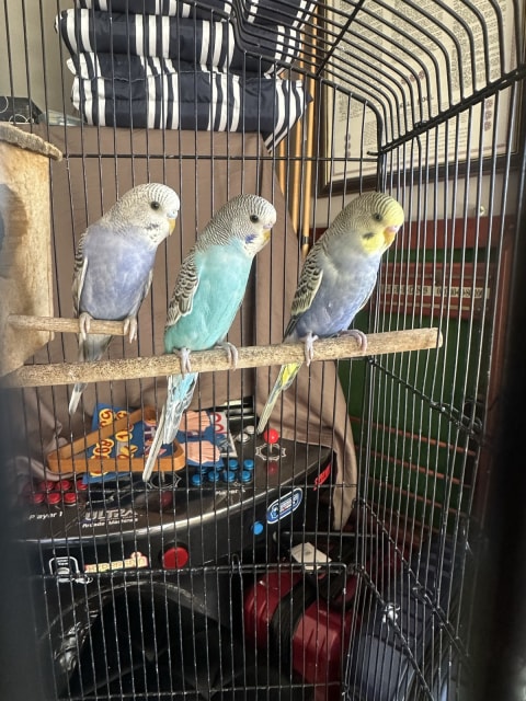 Budgies 3 babies 1 adult male | Birds | Gumtree Australia Casey Area ...