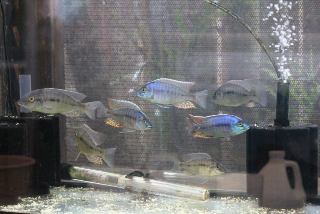 Large Protomelas Similis Cichlids 10+cm ALL MUST GO | Fish | Gumtree ...