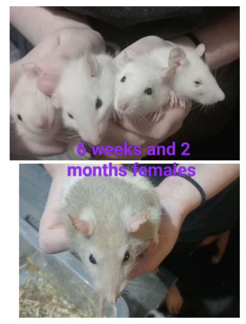 *Adorable Rats sale great deals if u buy more then one. | Other Pets ...