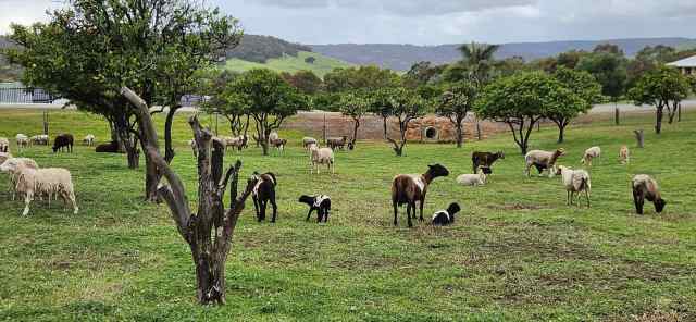 lambs ewes new born lambs for sale | Livestock | Gumtree Australia ...
