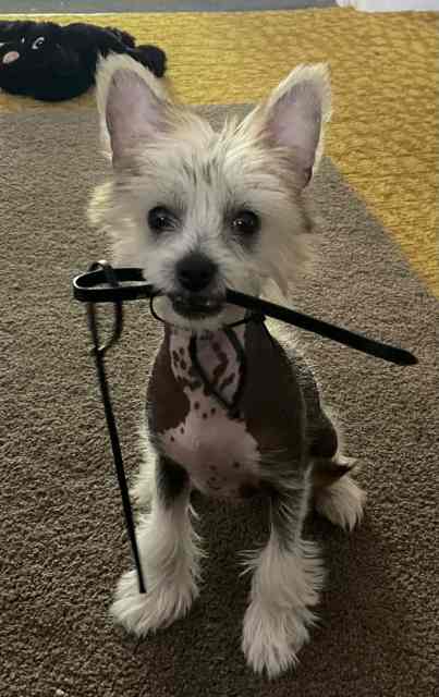 Chinese Crested Puppy. | Dogs & Puppies | Gumtree Australia Latrobe ...