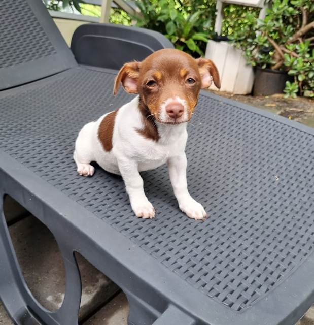 Mini Foxie | Dogs & Puppies | Gumtree Australia Lismore Area - Lismore ...