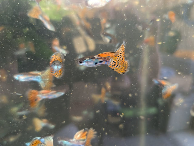 Guppies - Dragon Mosaic Strain | Fish | Gumtree Australia Rockingham ...