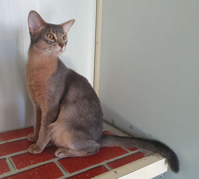 Blue Abyssinian Cat | Cats & Kittens | Gumtree Australia Penrith Area ...