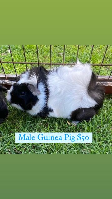 Guinea Pigs & small animal cages | Other Pets | Gumtree Australia ...