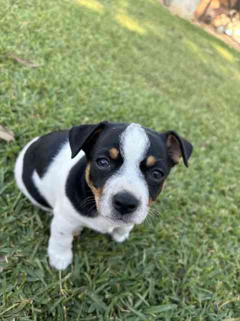 Purebred miniature foxy puppies | Dogs & Puppies | Gumtree Australia ...