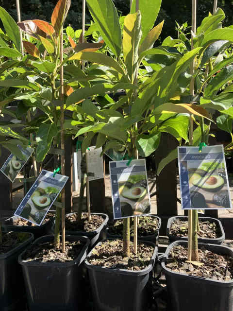 New Season Avocado trees - grafted and gorgeous! - Plants in Bli Bli ...