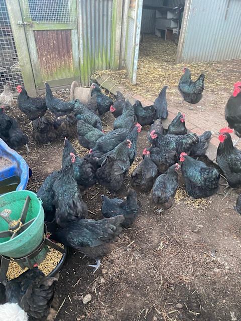 Australorp chooks | Livestock | Gumtree Australia Eurobodalla Area ...