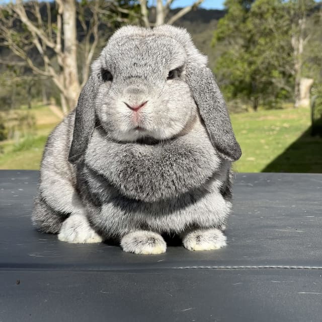 Purebred mini lop retired Adult | Rabbits | Gumtree Australia Pittwater ...