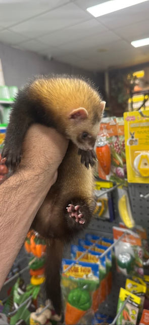 Ferrets | Other Pets | Gumtree Australia Blacktown Area - Rooty Hill ...